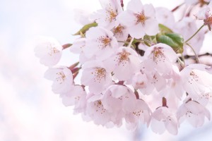桜ライブカメラ一覧 | ライブカメラDB